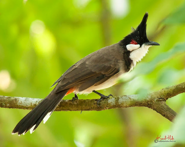 SOUTH EAST ASIA BIRDS - Malaysia birds paradise: August 2013