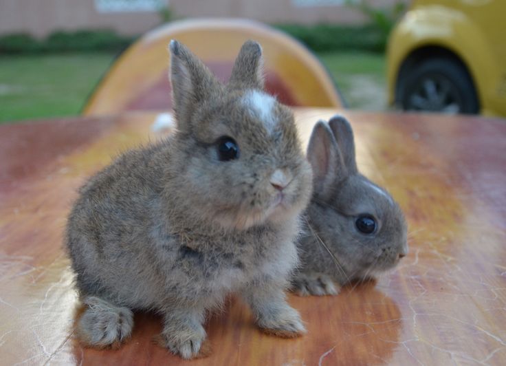 Kelinci Netherland Dwarf - INFO KELINCI