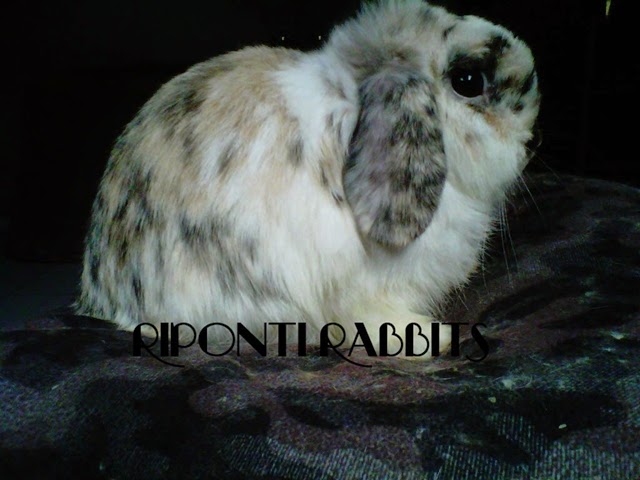 Kelinci Holland Lop Broken Group Tri Color - gemarkelinci.blogspot.com