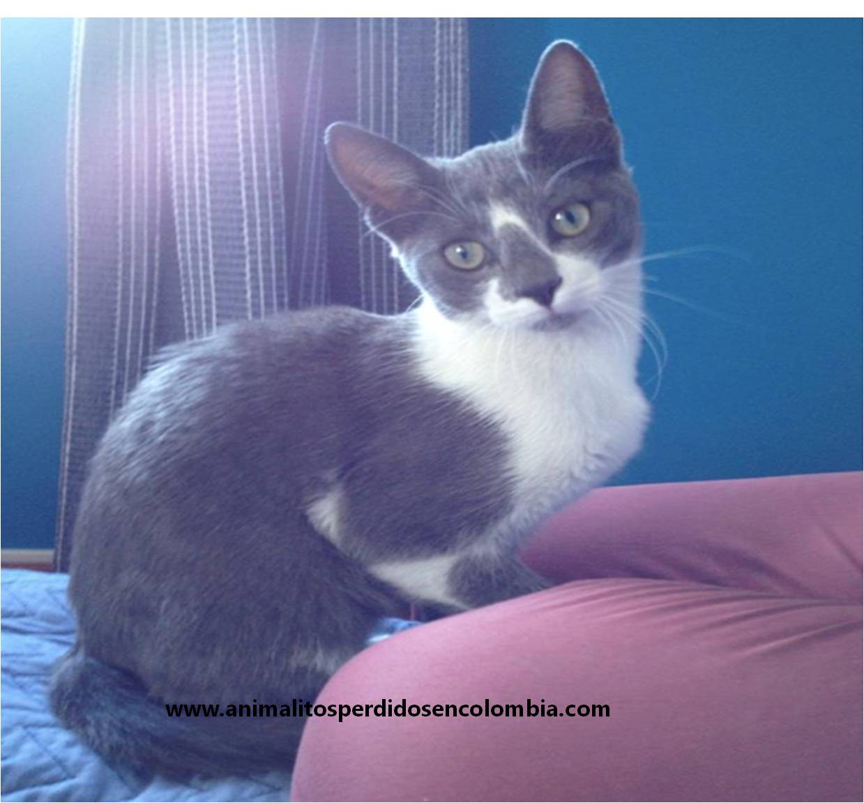 Animalitos Perdidos en Colombia: ENCONTRADO BOGOTÁ- GATO CRIOLLO ...