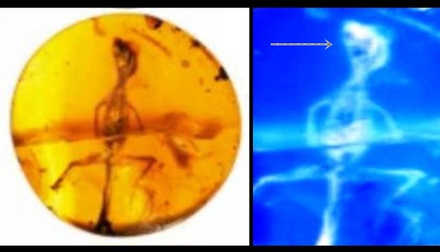 Ancient History: 99-Million-Year-Old Lizard May be Missing Link to Lost ...