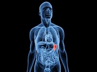 Belajar Tentang Organ Tubuh Manusia dan Fungsinya ~ Manfaat Detox