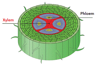 #60 Distribution of Xylem and Phloem in roots, stems and leaves ...