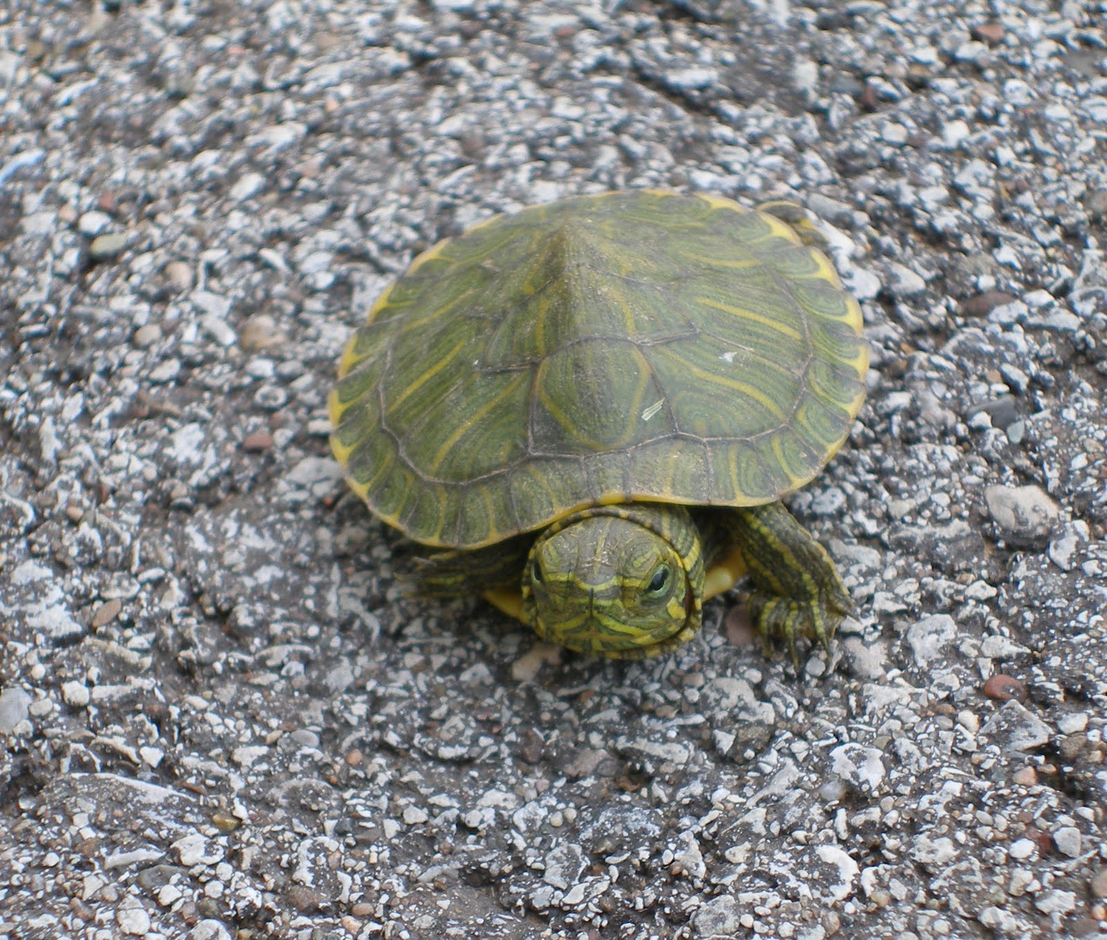JSH's Visual Slushpile: Today's Turtle Time