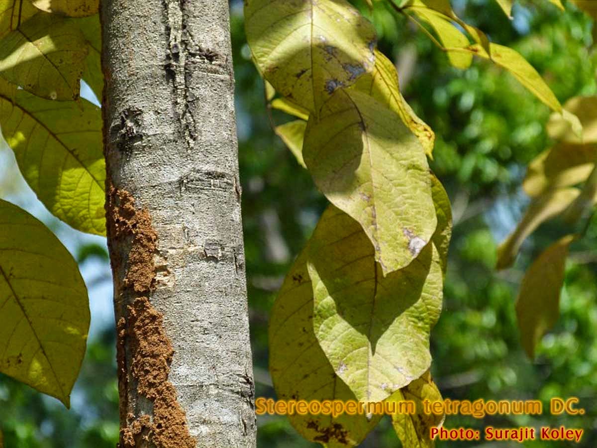 Medicinal Plants: Stereospermum tetragonum Stereospermum colais ...