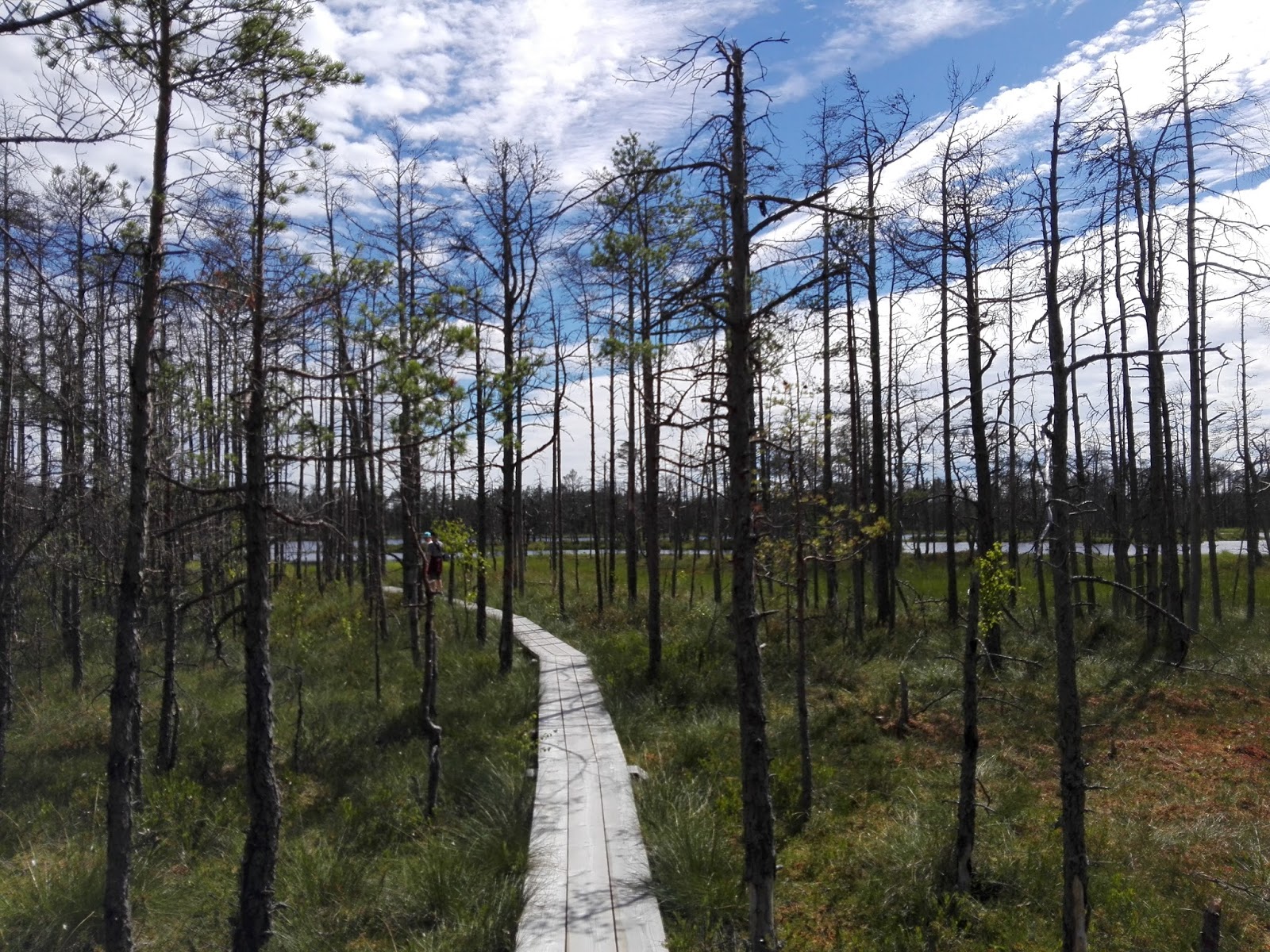 Uz Cenas tīreļa purva takas