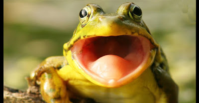 French Vocabulary Illustrated: coasser