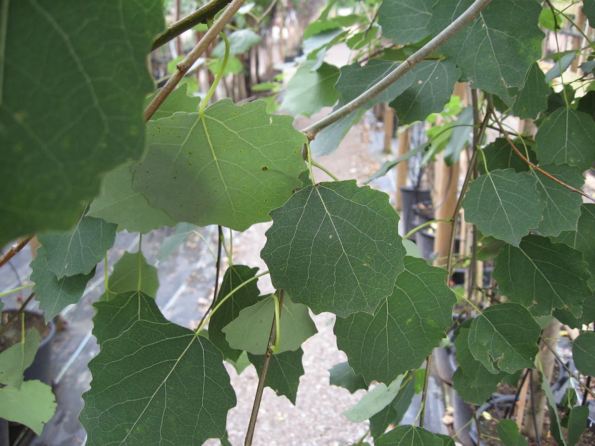 Trees Planet: Populus tremula – Aspen