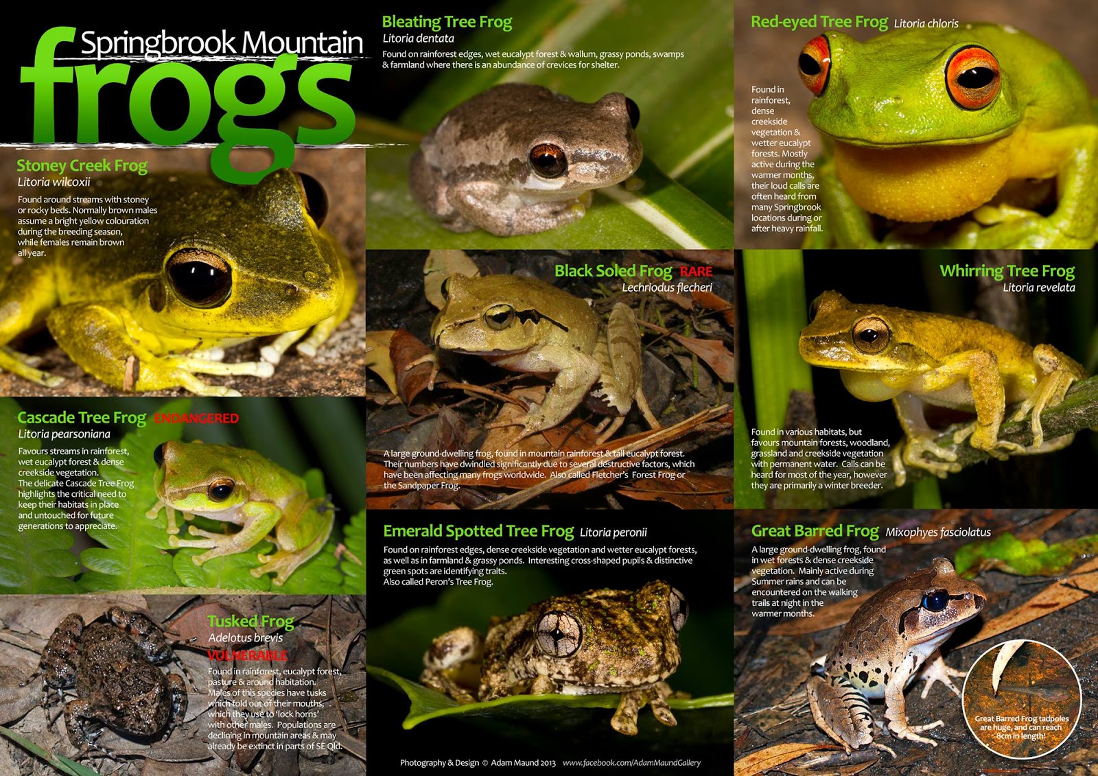 Jumping for joy: Springbrook's frogs thrill onlookers