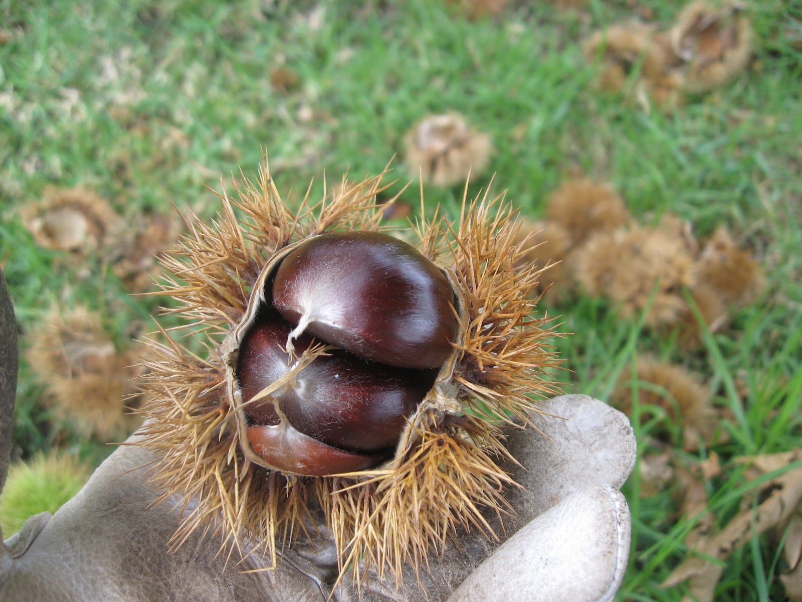 Foodie Excursion: Pick Your Own Chestnuts @ Chestnut Traders | Nom Nom ...