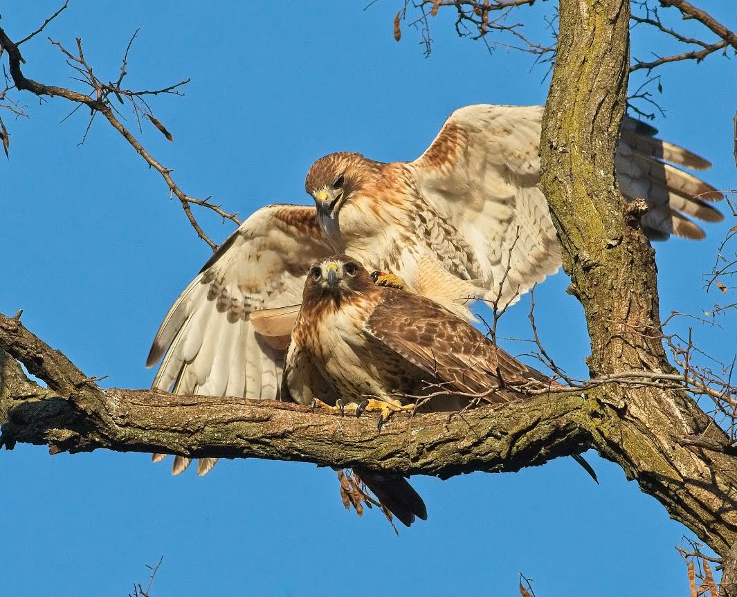 Red Tailed Hawk Mating