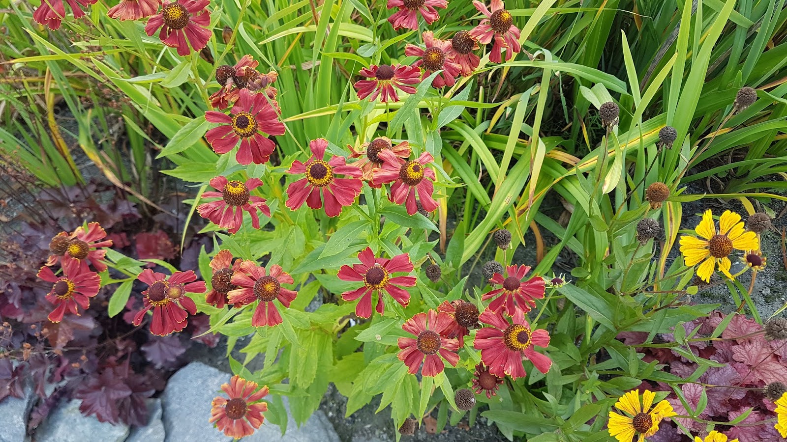 Marits hagedagbok: Litt forskjellig, og fortsatt blomstring...