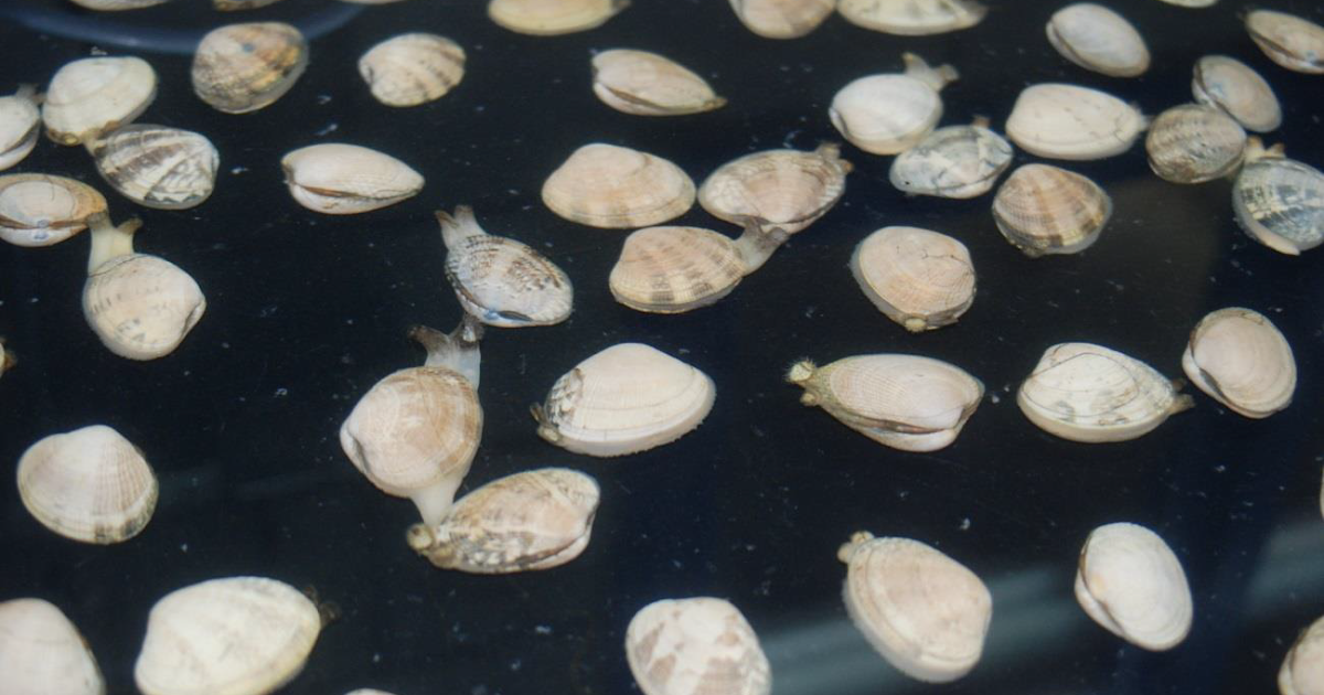 Se confirma el origen de la almeja japónica - Puerto Rico Loves Biology