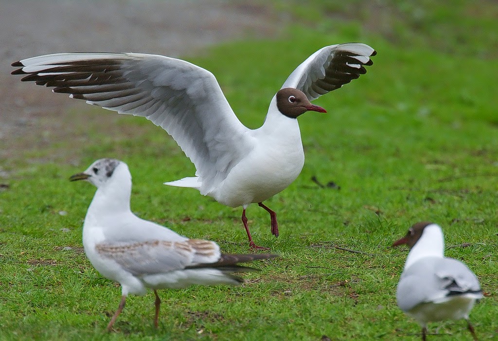 Species of UK: Week 65: Black-headed Gull ('Chroicocephalus ridibundus')