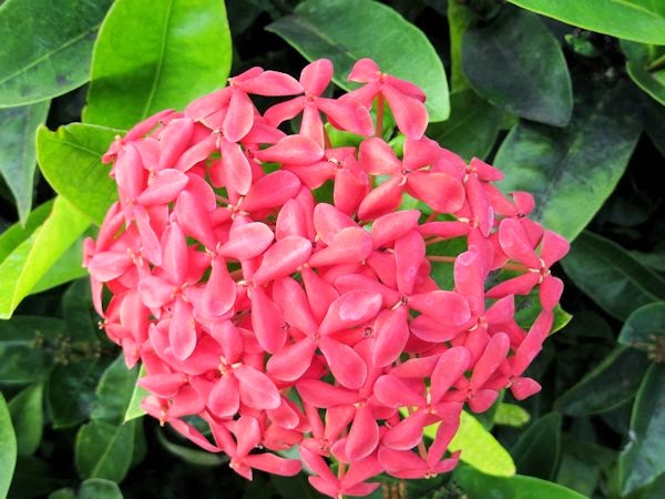 A GUIDE TO NORTHEASTERN GARDENING: A Look Beyond: Flowers and Fauna of ...