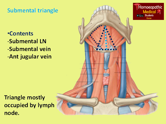 ANATOMY: ANTERIOR TRIANGLE OF NECK