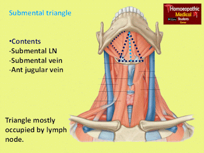 ANATOMY: ANTERIOR TRIANGLE OF NECK