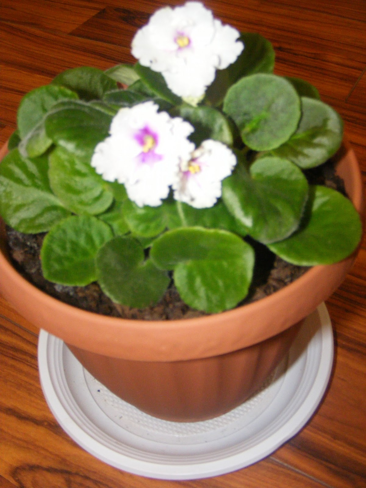 Violete de parma | Preparatedevis.ro