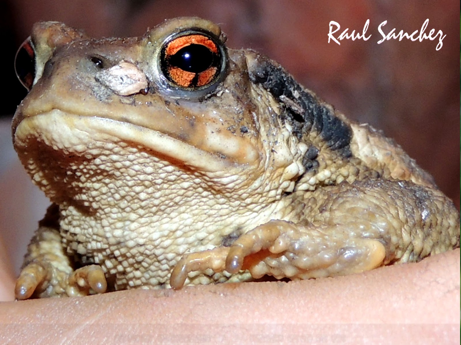 Naturaleza Viva : Los Sapos ,anuros (Anura ) Sapo ,comun