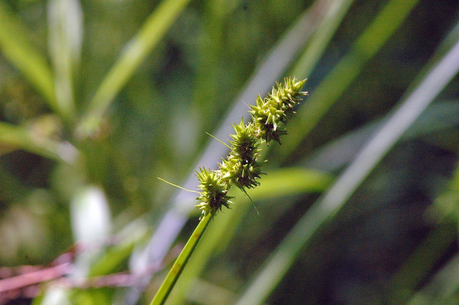 Field Biology in Southeastern Ohio: Carex Sedges part 2-star, spiny ...