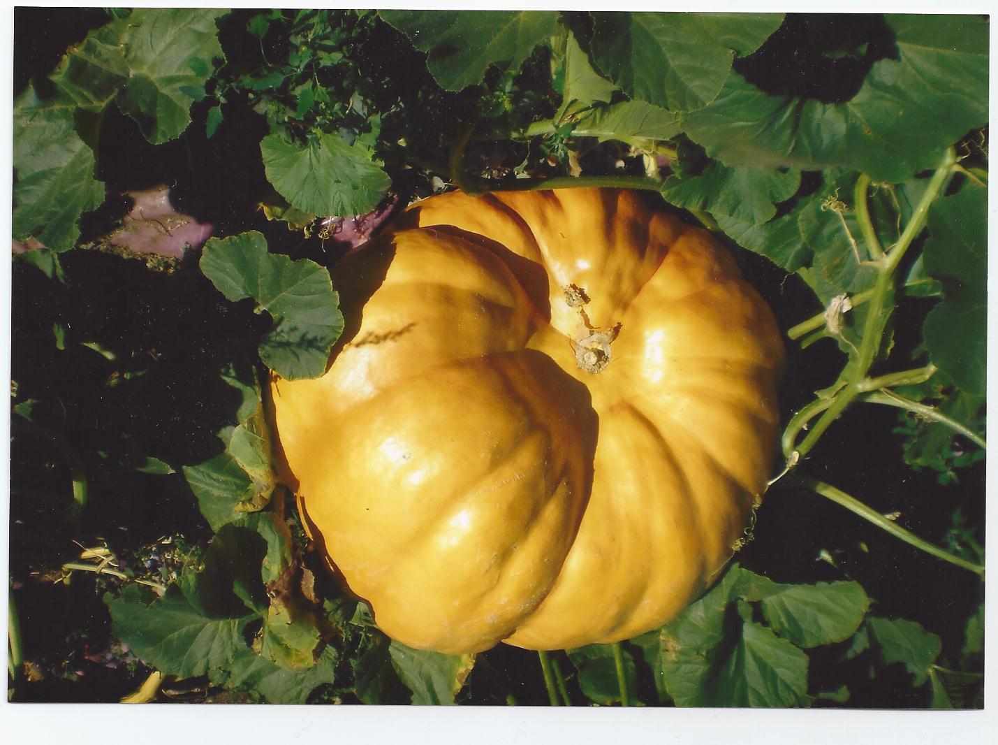 Pulmón Verde: La calabaza