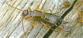 Bugs With Pincers - Earwigs ~ KandyWandy