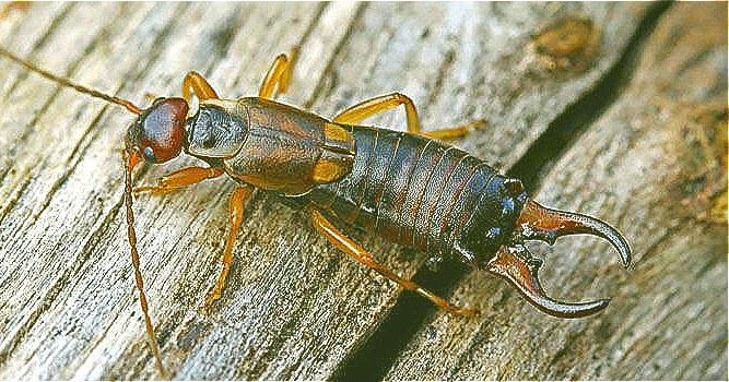 Bugs With Pincers - Earwigs ~ KandyWandy