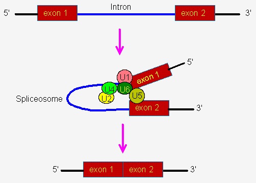Pengertian dan Proses Splicing RNA - EDUBIO
