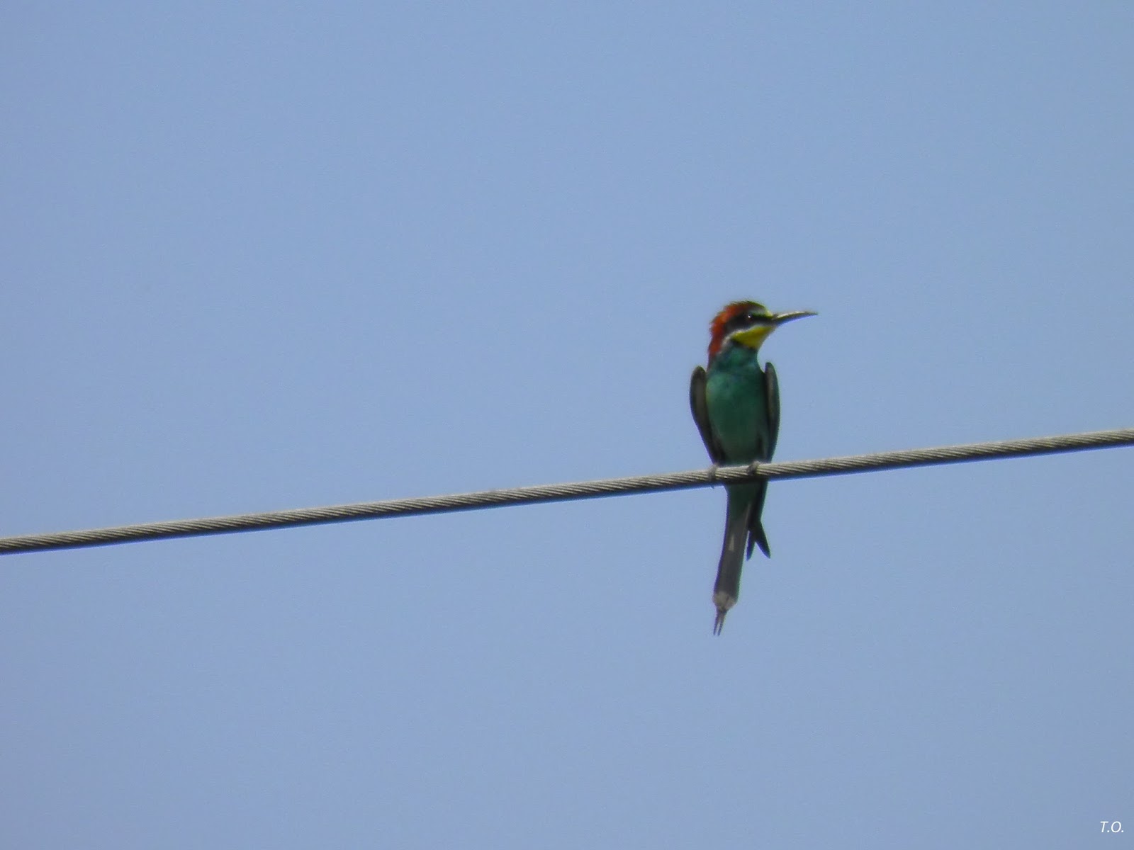 PASARI DIN ROMANIA: PRIGORIE, Merops apiaster