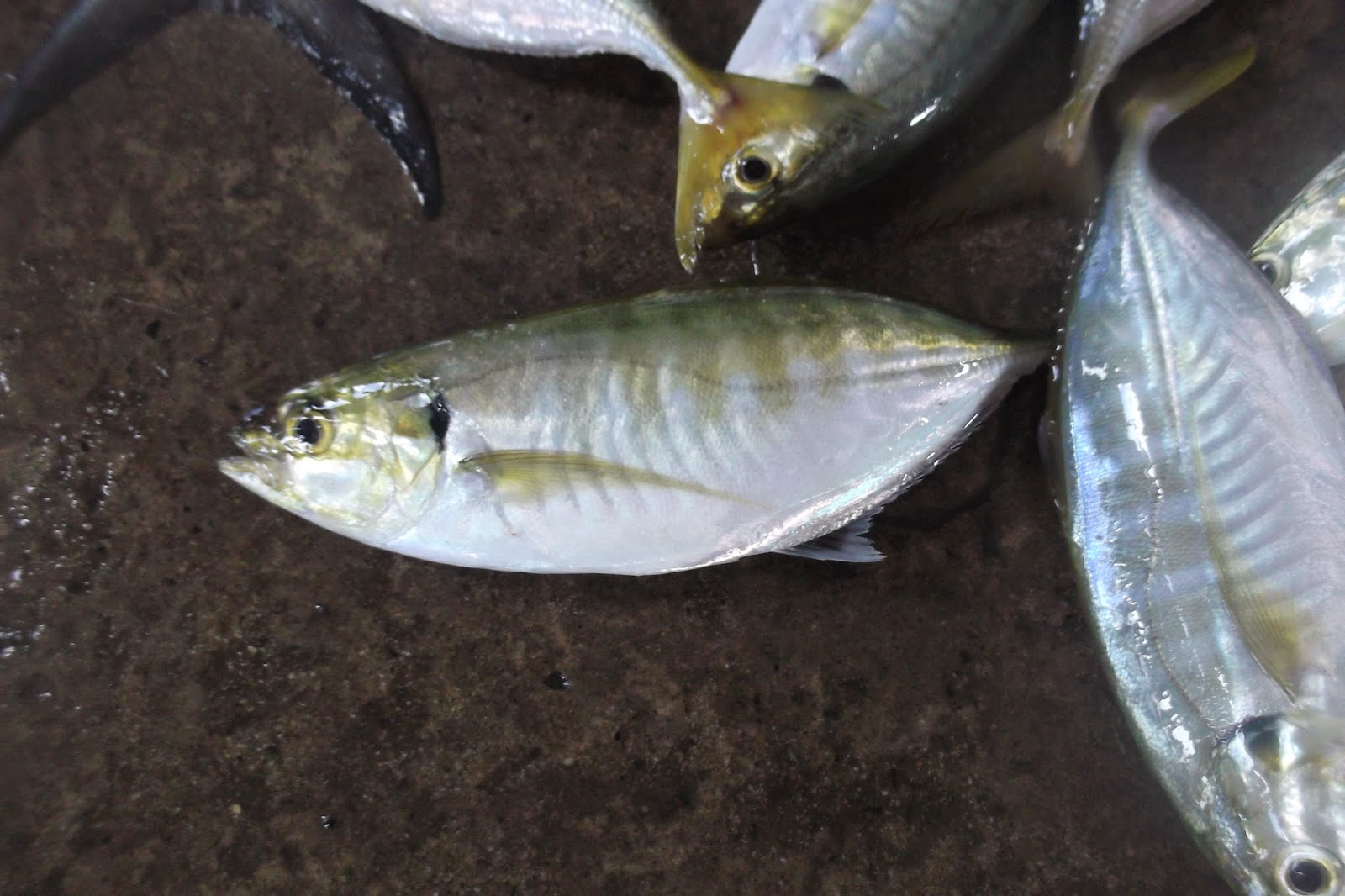 NEGOMBO SEAFOODS: GINNATI PARAWA