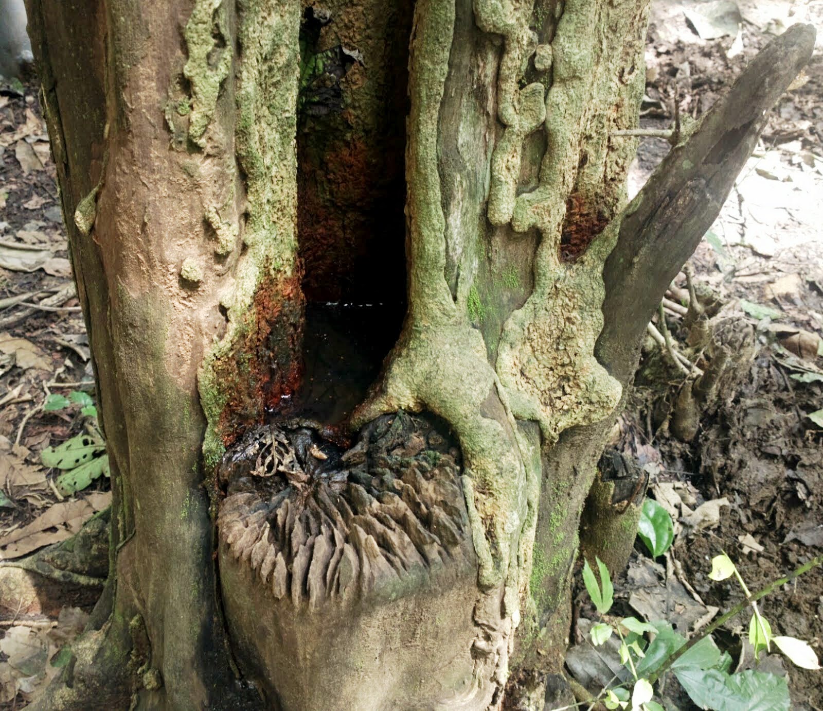 be creative, think nature and truth. My mobile blog: Spunk water (stump ...