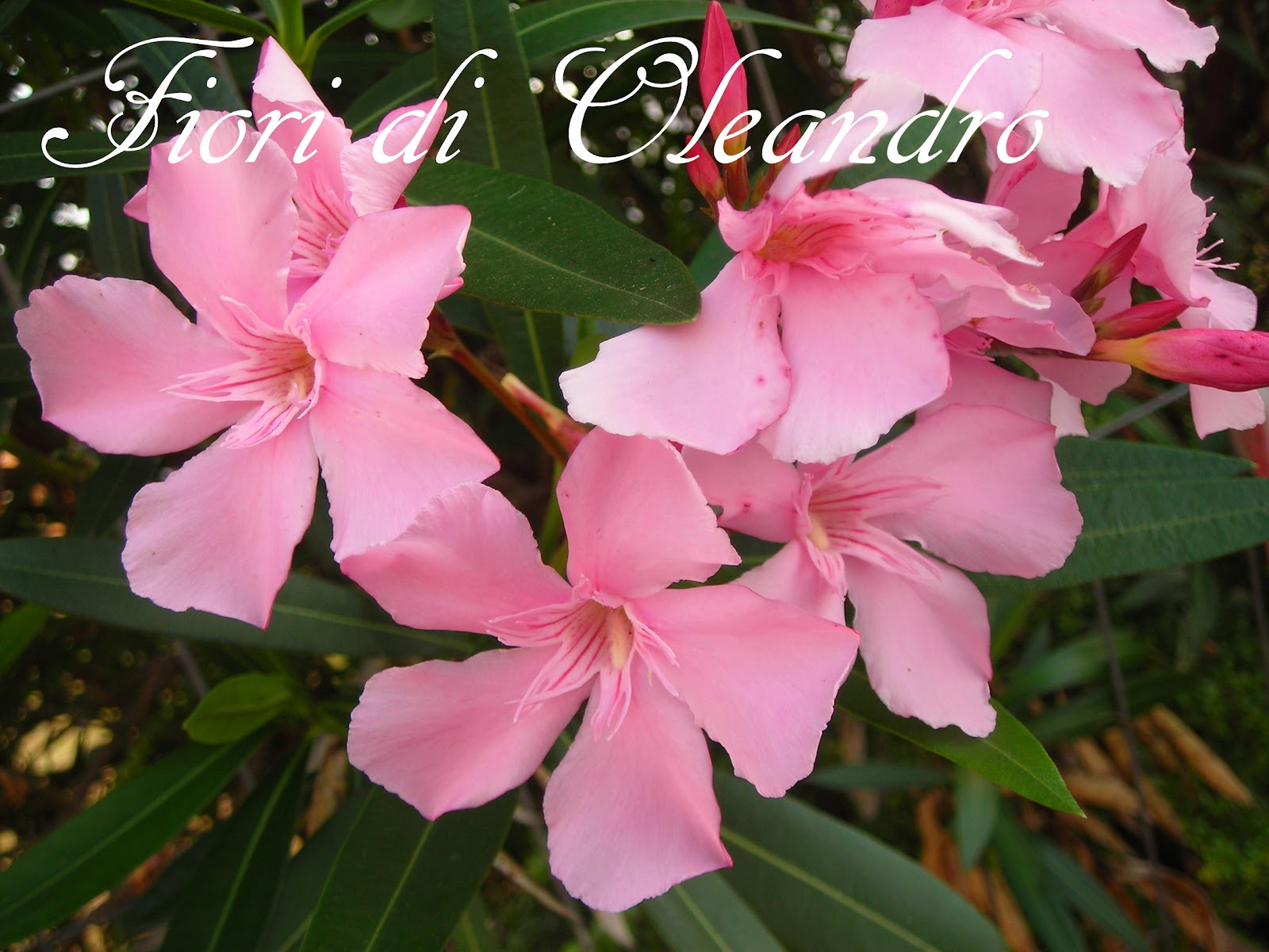 MOJE WŁOSKIE IMPRESJE : Kwiaty włoskiego lata.Oleandry i Gwiazda Jaśmin