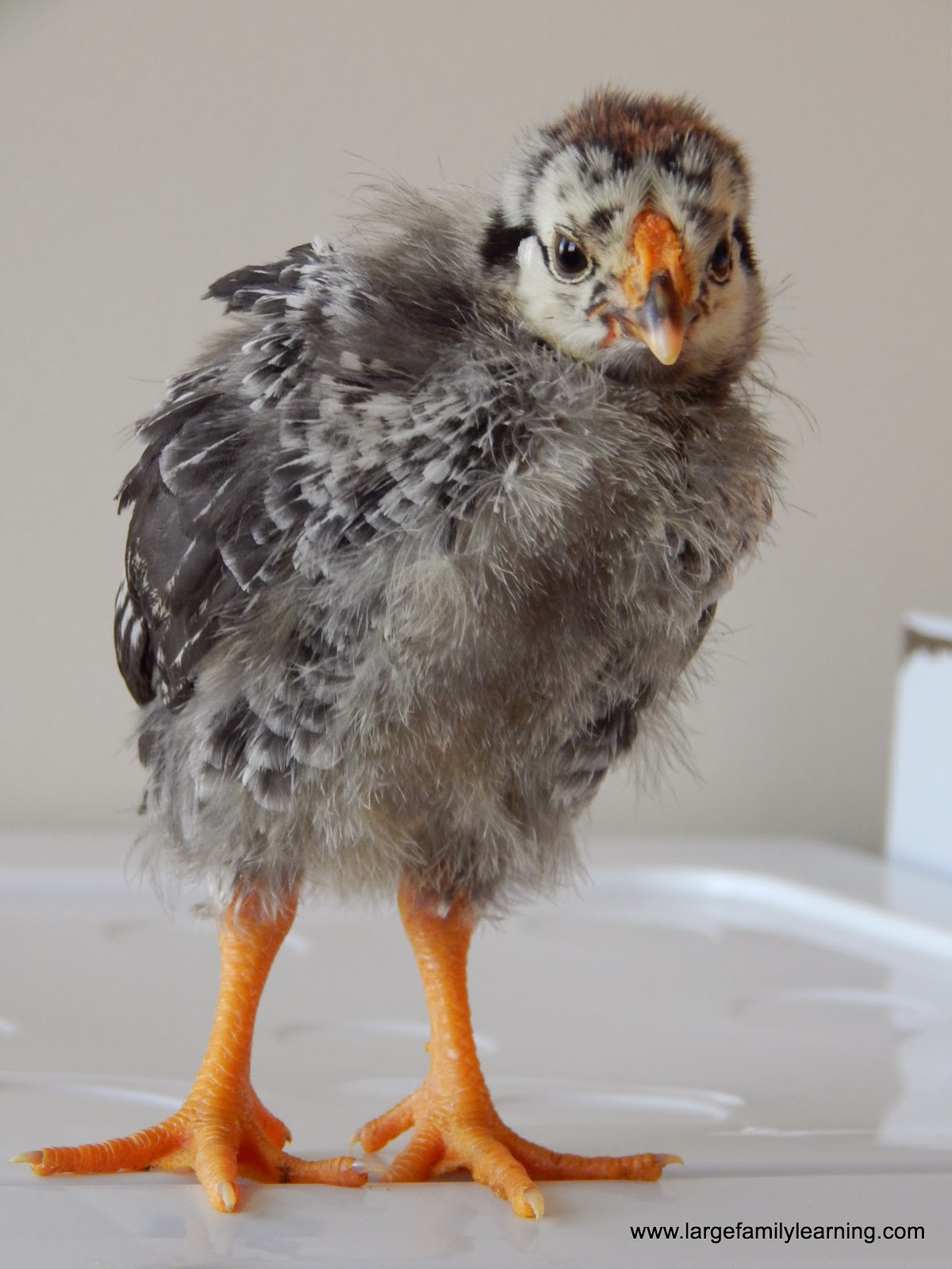 Large Family Learning : Raising Baby Chicks: 2 Weeks Old (Part 1)