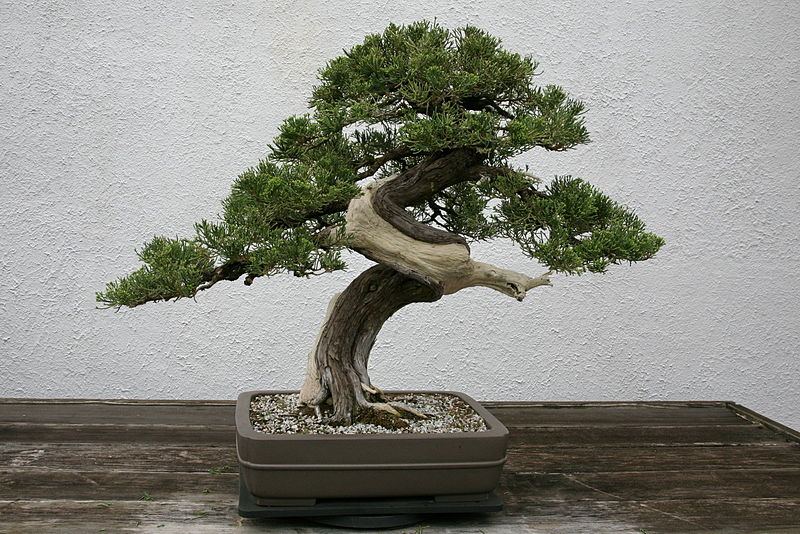 Juniperus horizontalis (Junípero horizontal)