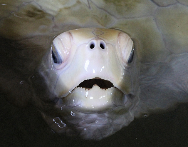 White Wolf : Two rare albino turtles, living in a sanctuary in Sri ...