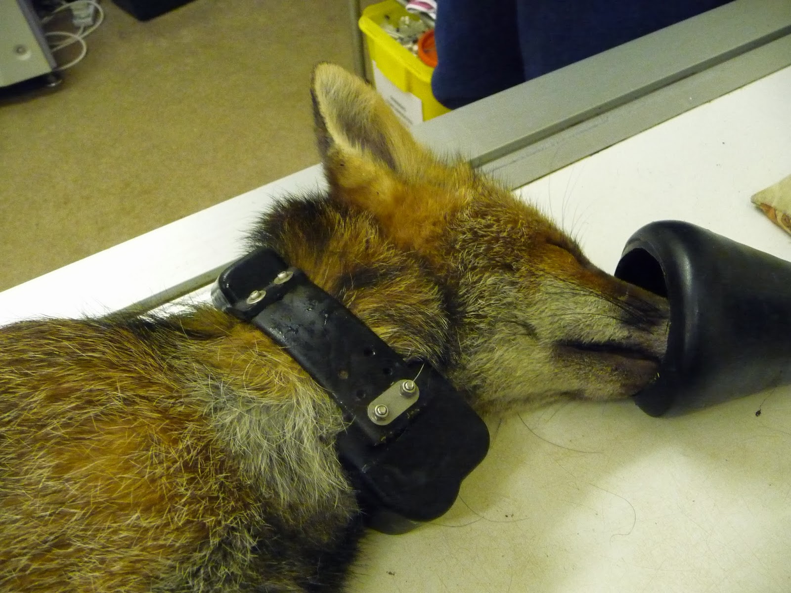 Stapeley Grange Wildlife Centre : Following our Foxes