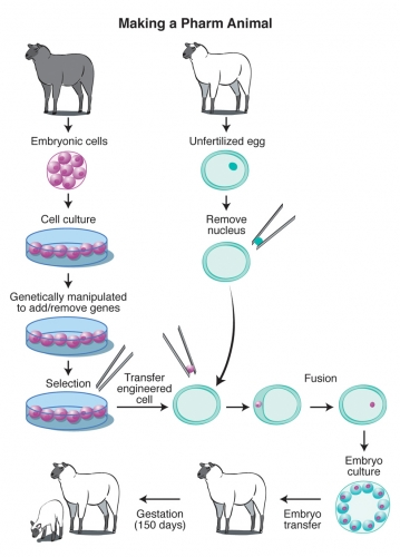 KLONING SEL | berbagi ilmu