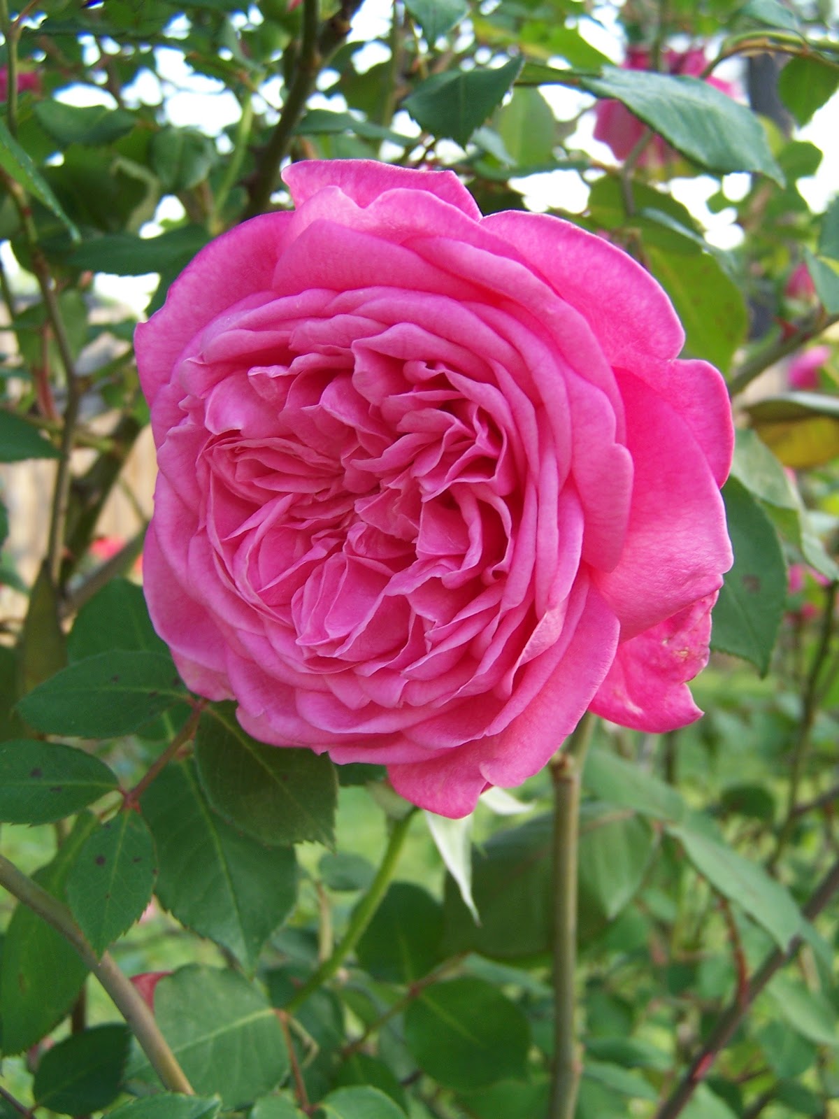 Henny Penny Rose Cottage: Wednesday Bloomers ...of the rosey kind