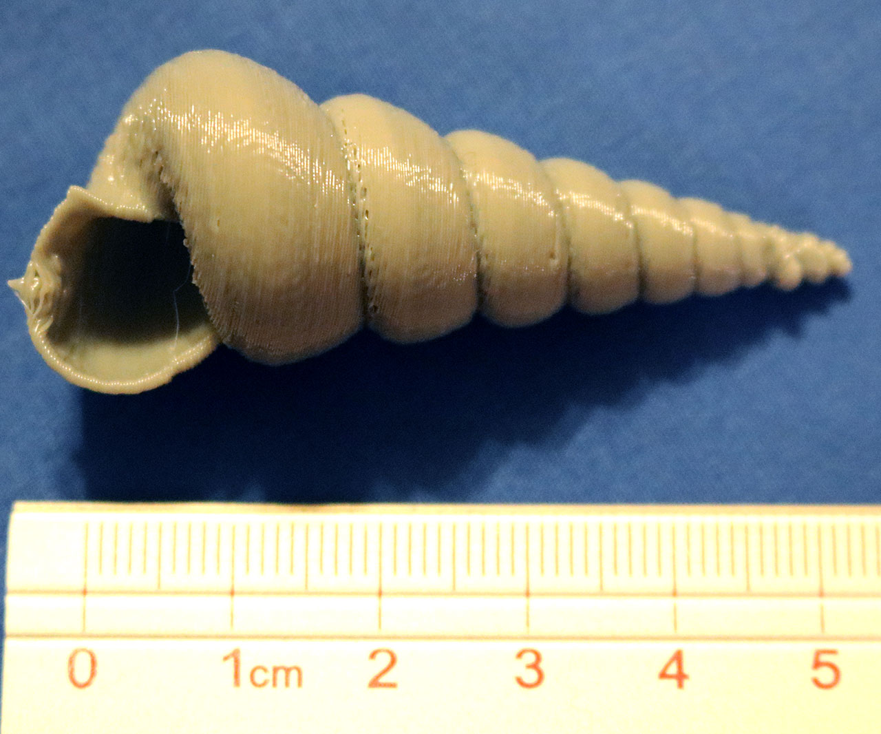 Louisville Fossils and Beyond: 02/01/2017 - 03/01/2017