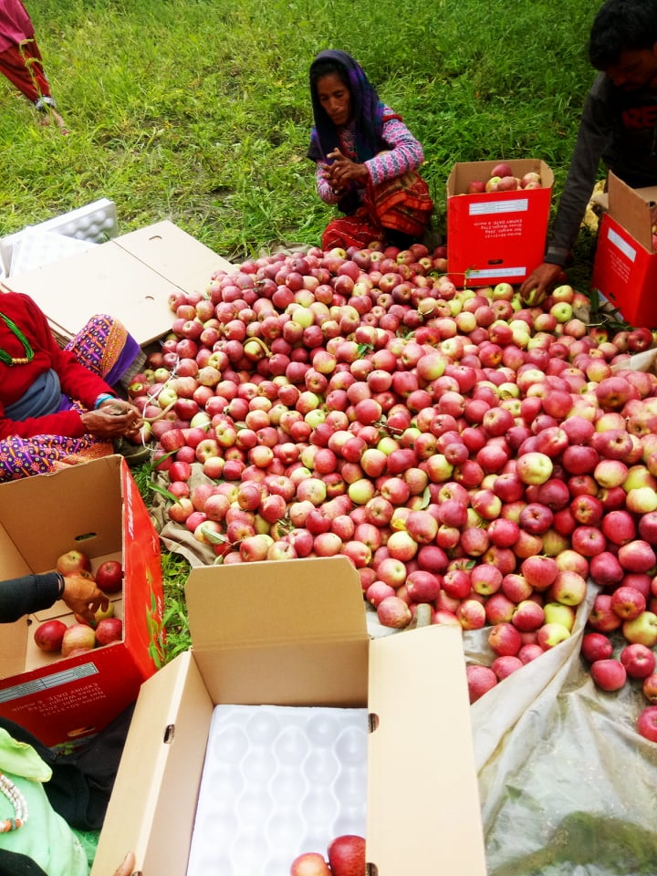 Apple Garden in Jumla,Nepal