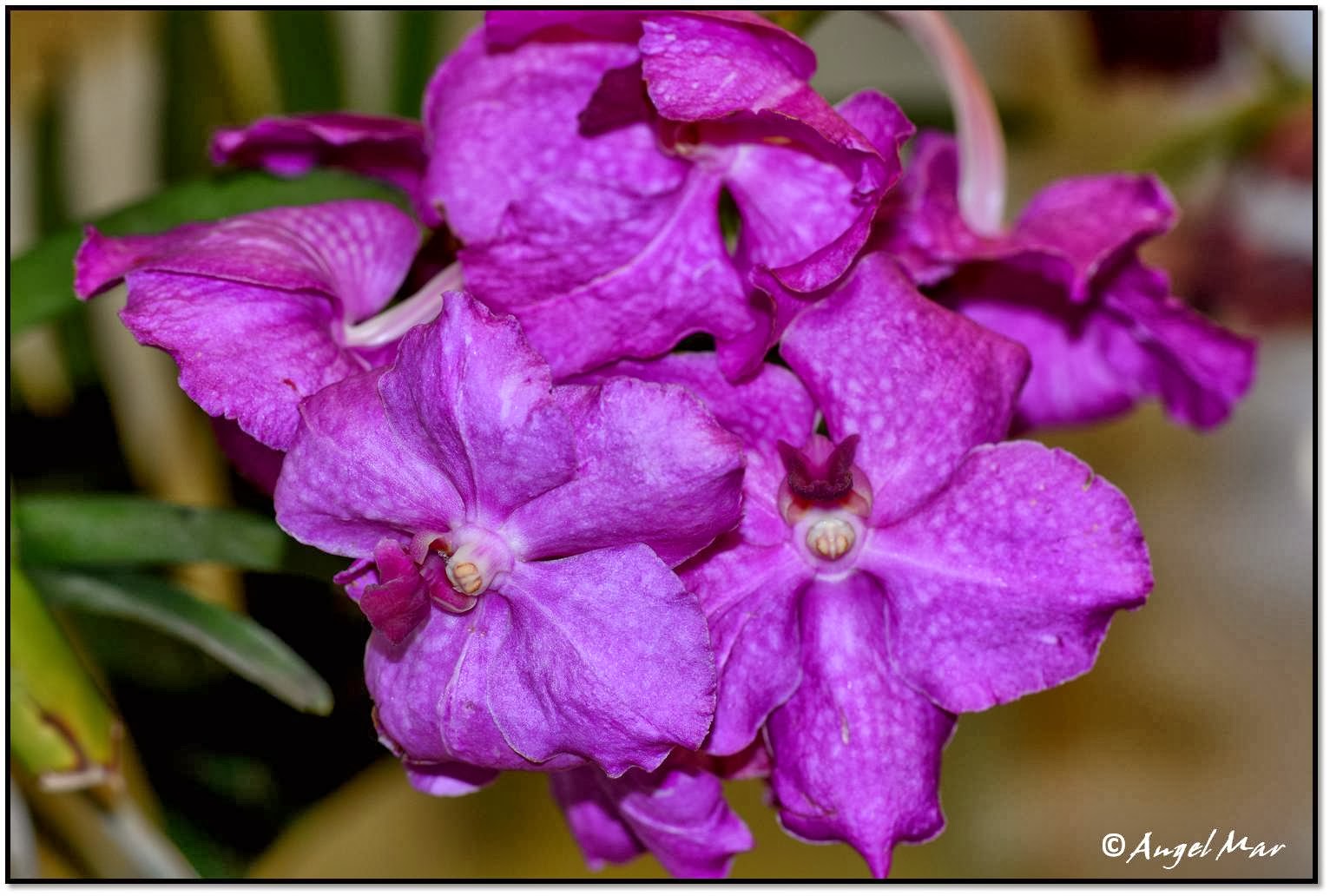 Orquídeas Blog de Angel Mar: Vanda (Otro año en flor)