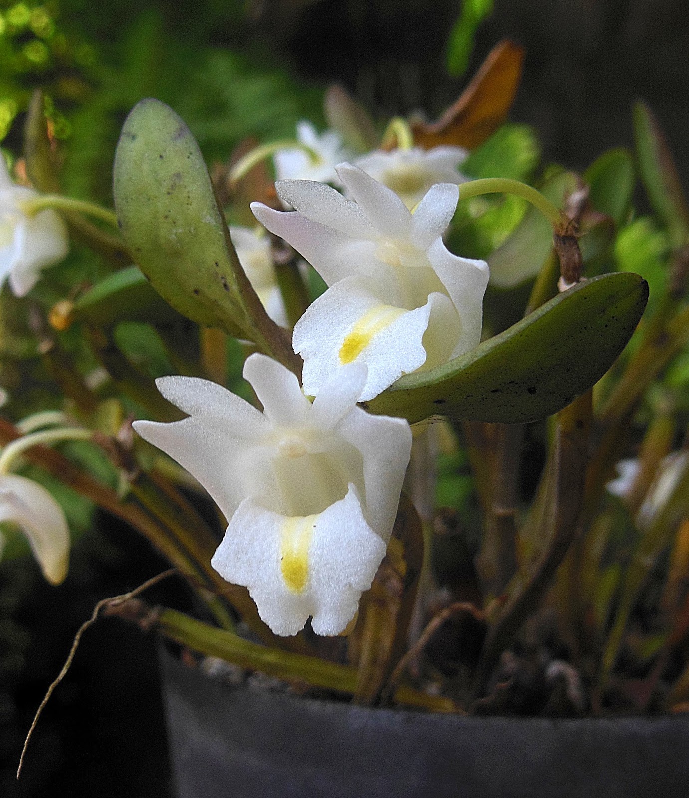 A dendrobe with 'hymen flowers'
