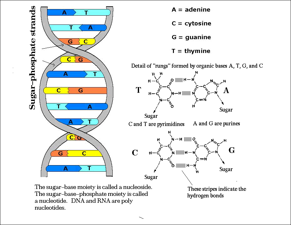 Dna Drawing With Labels Dna Drawing With Labels