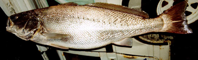 Artes de Pesca: ACTINOPTERYGII