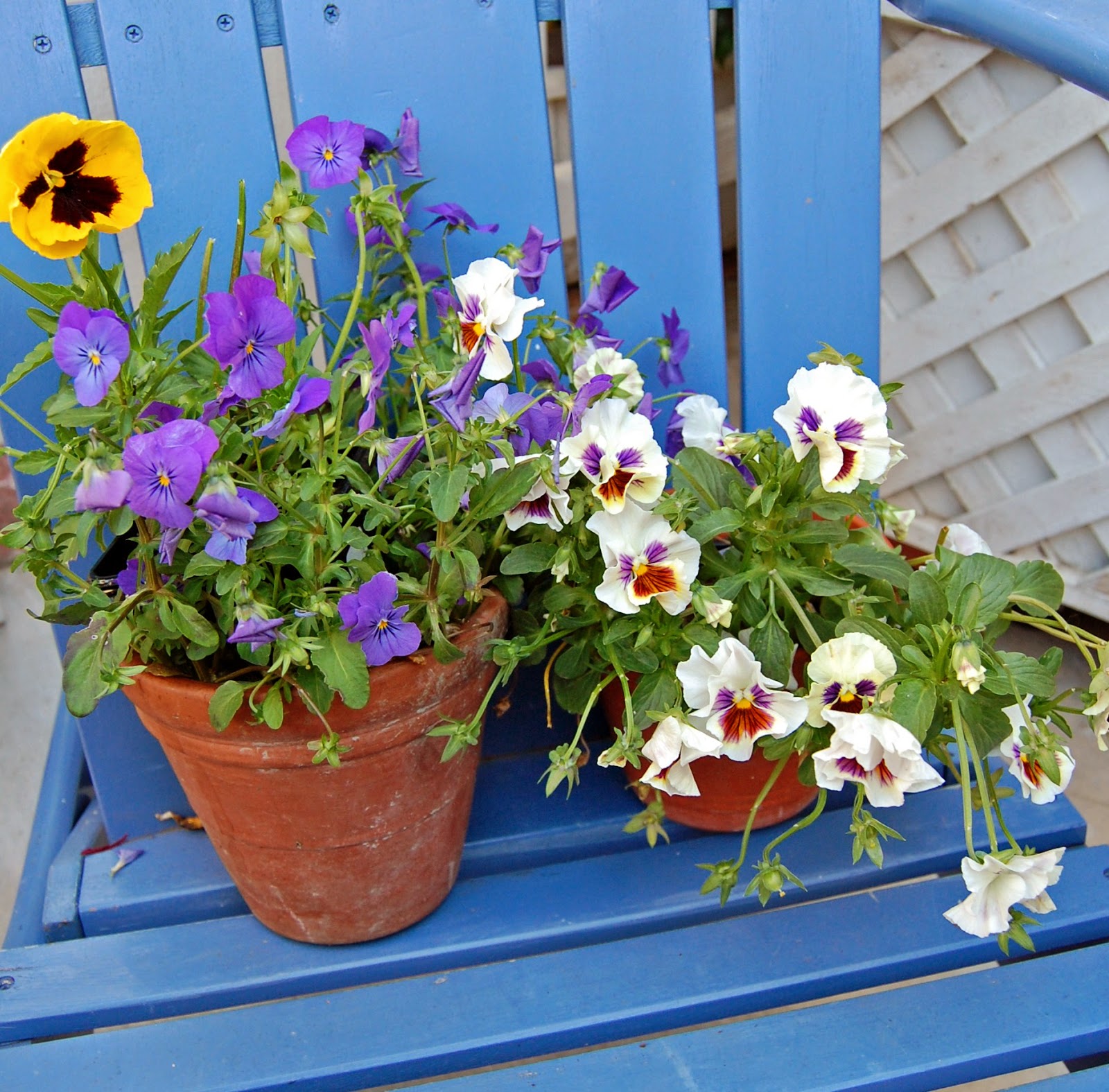 My Painted Garden: Painting and Planting Fall Pansies