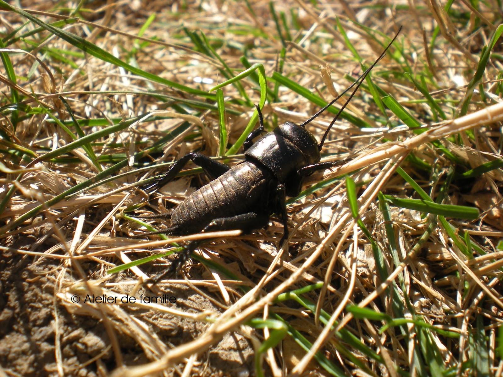 Balada unui greier... ~ Atelier de familie