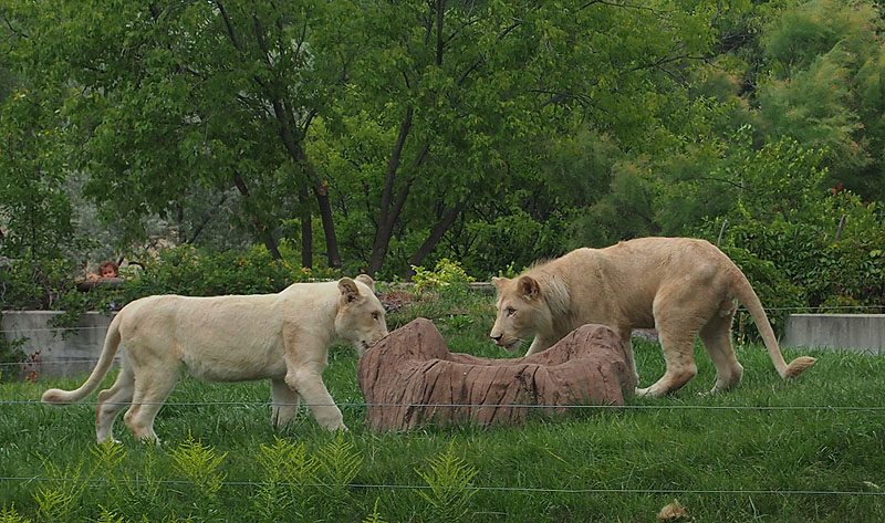 Kingfisher Imaging: Toronto Zoo Photography