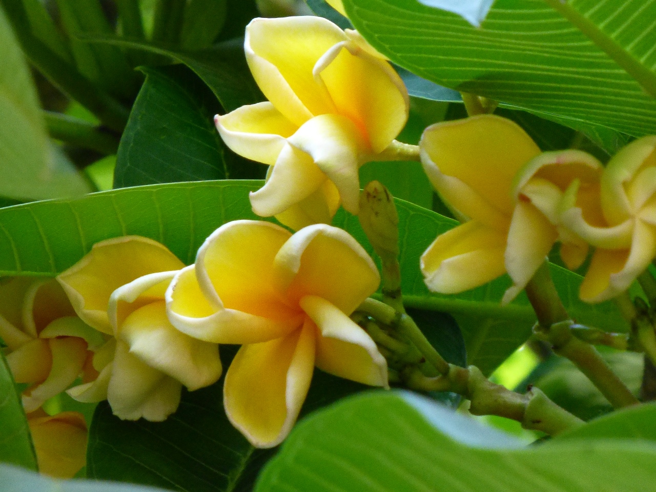 SinhCity: Flowers of Laos