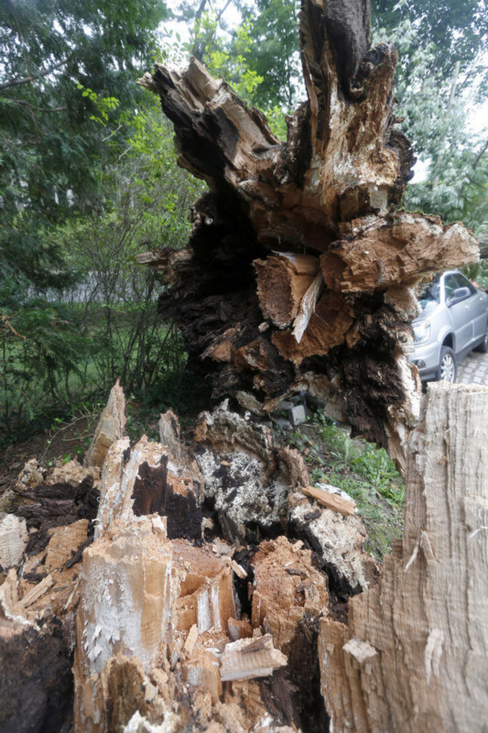 Seemorerocks: Trees - rotting from the inside