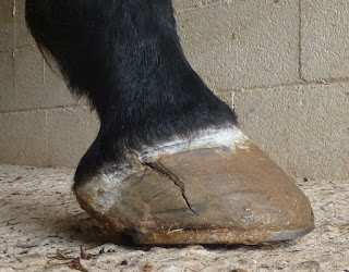 Horse Life and Love: All About ... Hoof Cracks